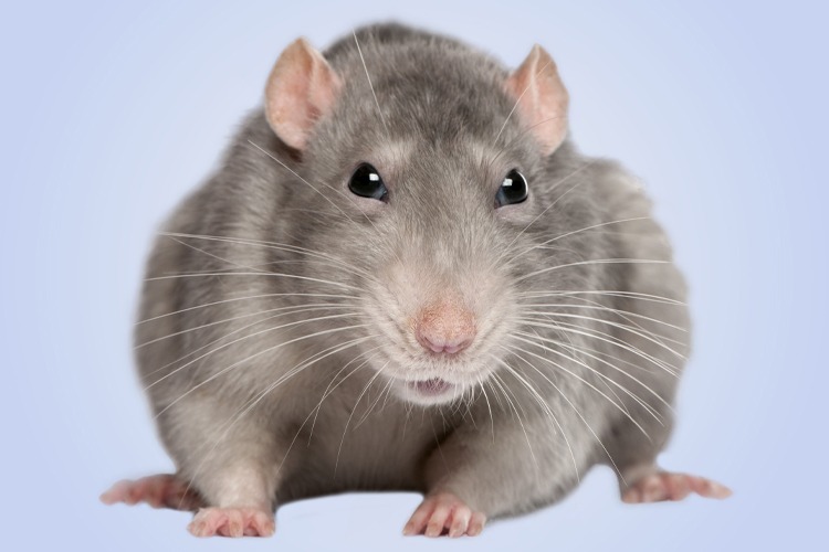 Rats - Sky Birds Sales